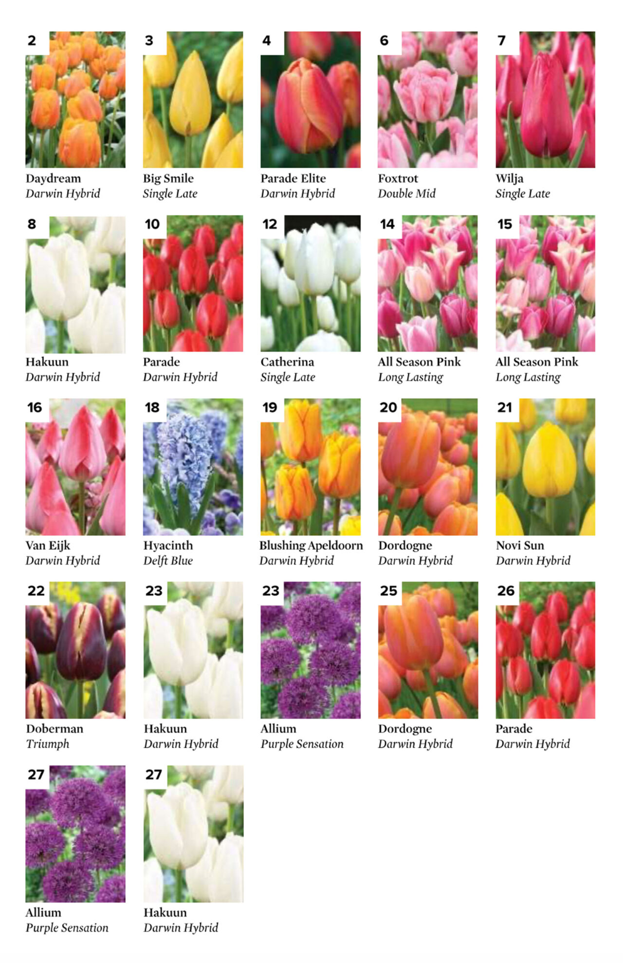 Tulip Guide with Map | Guilford Association